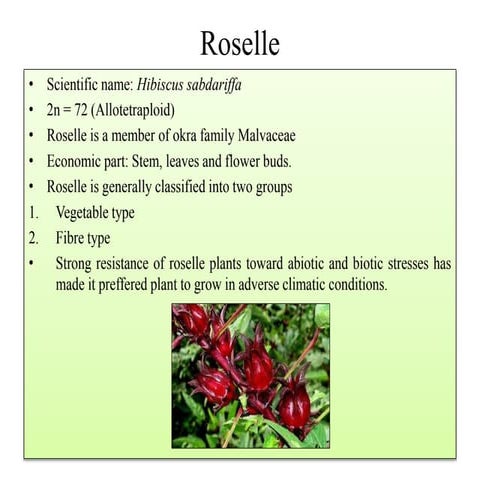 Roselle | PPTX