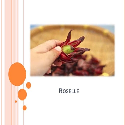What is Roselle | PPT
