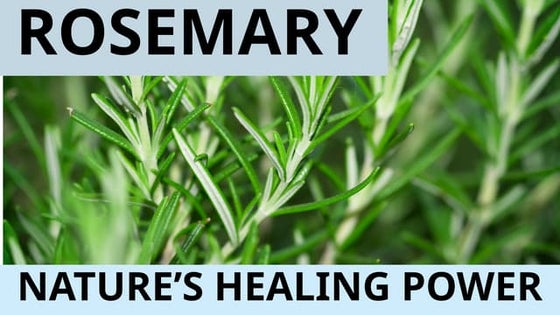 Rosemary 100% Pure Essential Oil ppt.pptx