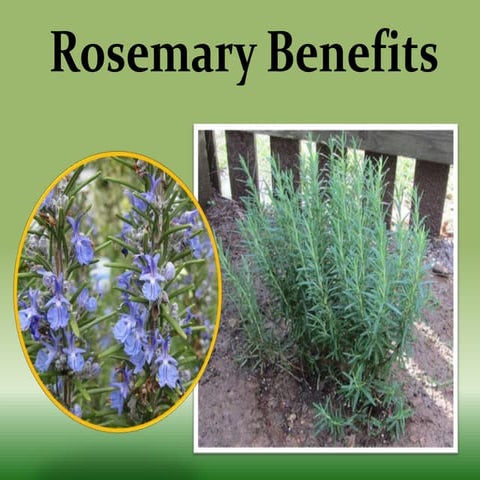 Rosmery | PPT