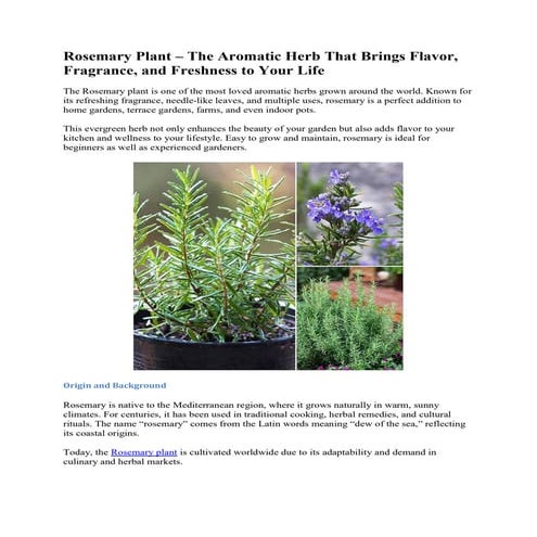 Rosmery | PPT