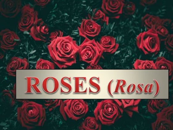 Rose Information in English-Rose Information for Project-Rose ...