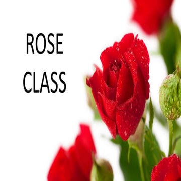 Rose Information in English-Rose Information for Project-Rose ...