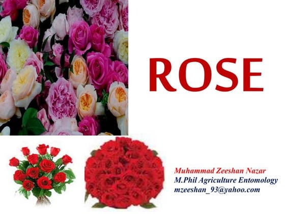 Rose Information in English-Rose Information for Project-Rose ...