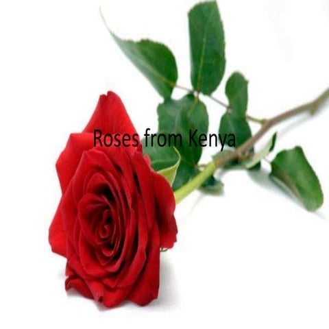 Roses from kenya | PPTX