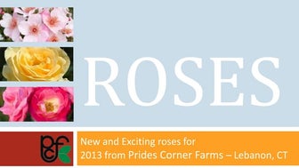 Wedding Garden Rose Guide 2015 | PPT