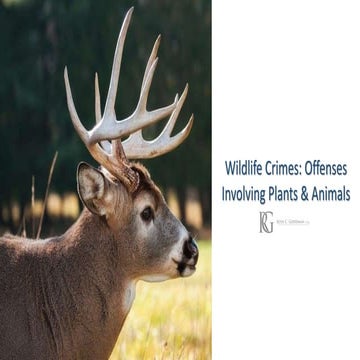 Wildlife Crimes: Offenses Involving Plants and Animals | PPTX