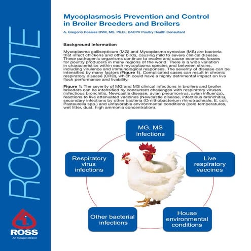 Ross note mycoplasmosis-en-19 | PDF