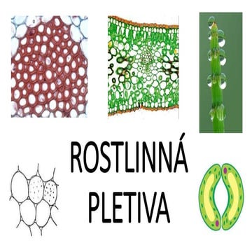 Rostlinná pletiva a orgány | PPTX