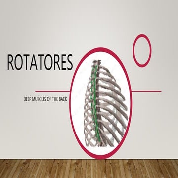 Rotatores .. (1) DEEP MUSCLE OF THE BACK | PPT
