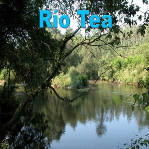 Río Tea | PPS