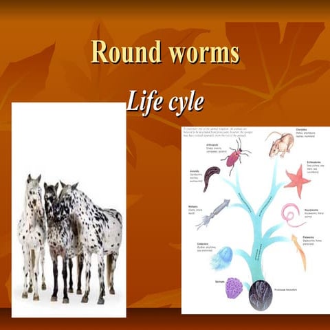 Round worms | PPT