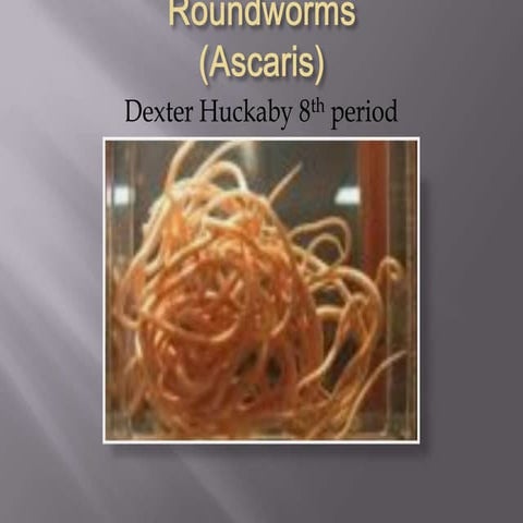 Roundworms (ascaris) | PPTX