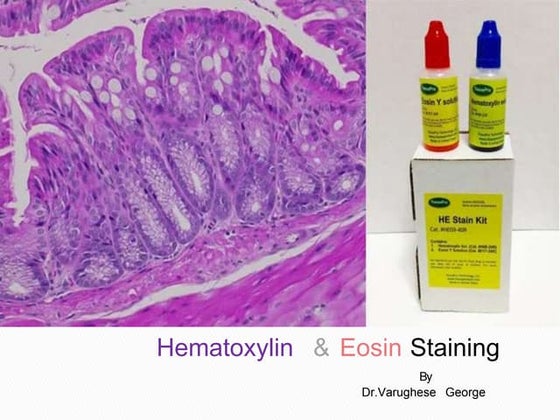 H & e preparation and staining | PPT