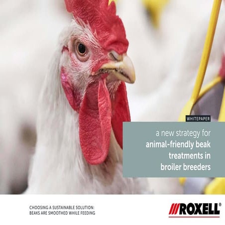 Debeaking & dumbing in poultry | PPT