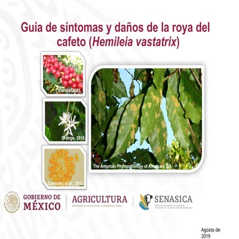 Roya del cafeto (Hemileia vastatrix).pptx