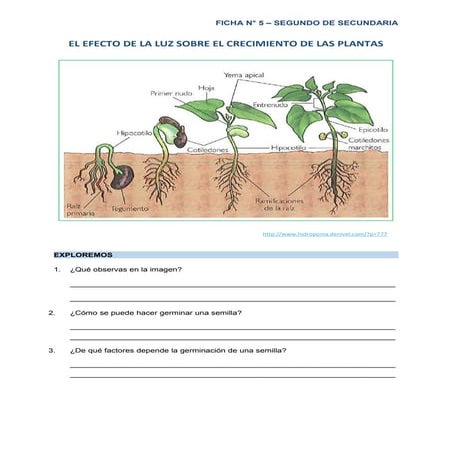 Informe experimento plantas (1) | PDF