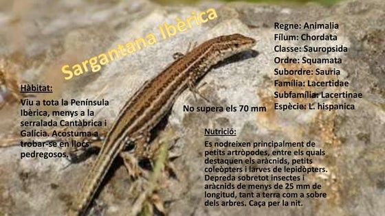Llargandaix pirinenc | PPTX