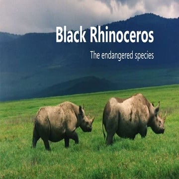 Black Rhinoceros - The Endangered Speicies | PPTX
