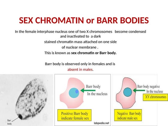 Sex Linked Inheritance Pdf 8068