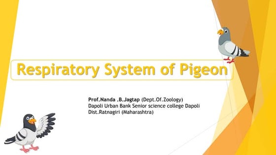 comparative anatomy of respiratory system of Reptiles, Birds and ...
