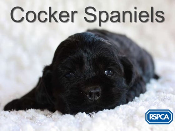 RSPCA - Born to Suffer | PDF