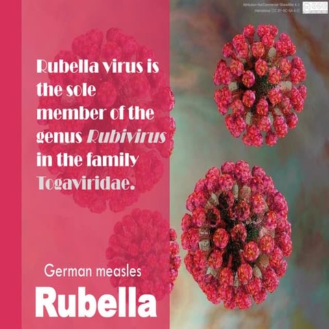 Rubella German Measles Virus