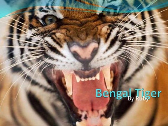 Tiger powerpoint | PPTX | Cats | Pets