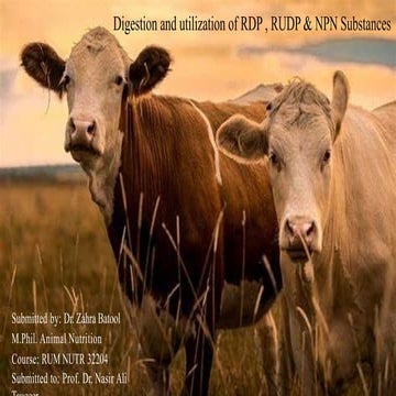 Rumen Undegradable protein, Rumen Degradable protein & Non-Protein ...