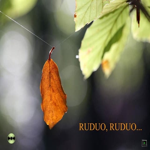 Ruduo ruduo | PPS
