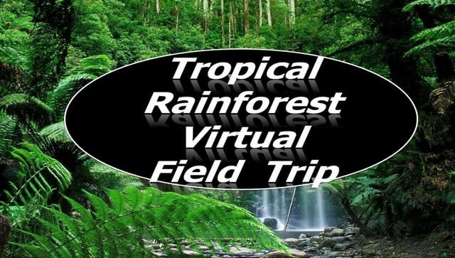 Virtual Field Trip Forest