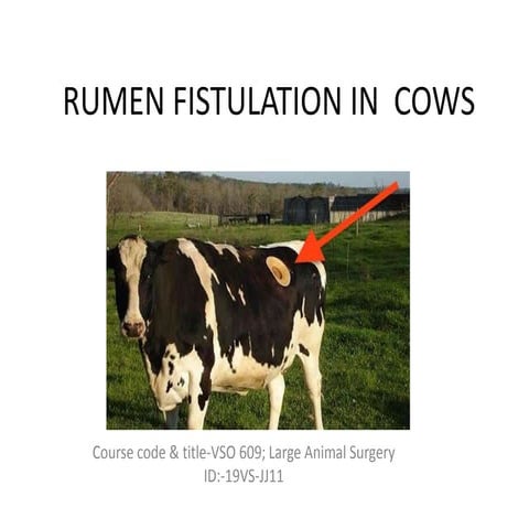 Rumen fistulation | PPTX