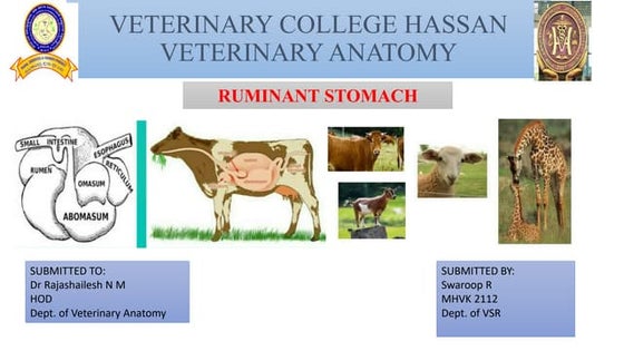 functional anatomy of digestive system of ruminants.pptx