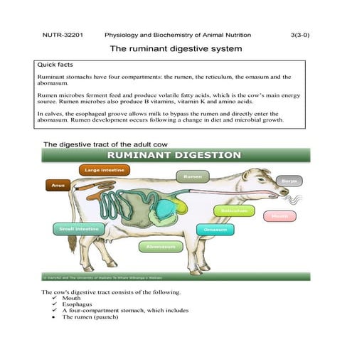 Ruminants DIGESTIVE SYSTEM,DIGESTIVE TRACT AND THEIR FUNCTIONS | PDF