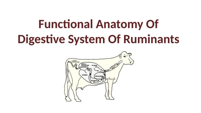 digestive system of ruminants.pptx