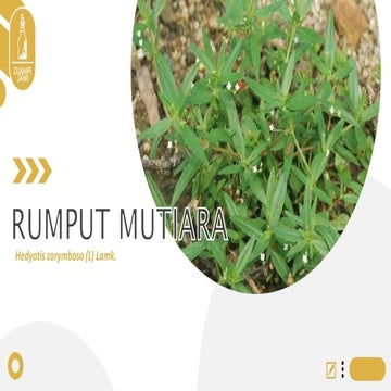 RUMPUT MUTIARA.pptx
