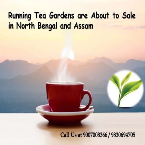 Running Tea Gardens are About to Sale in North Bengal and Assam | PPTX