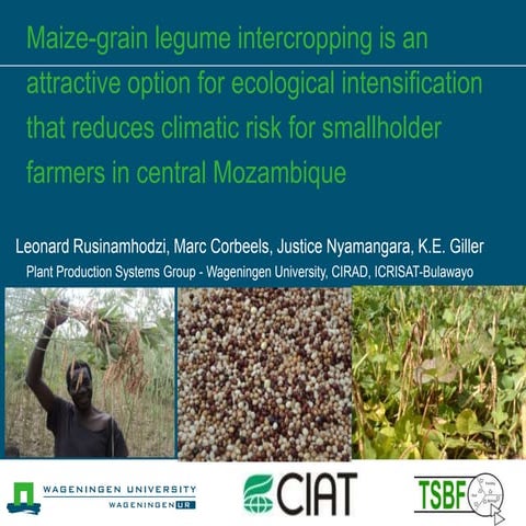 Maize-grain legume intercropping is an attractive option for ecological ...