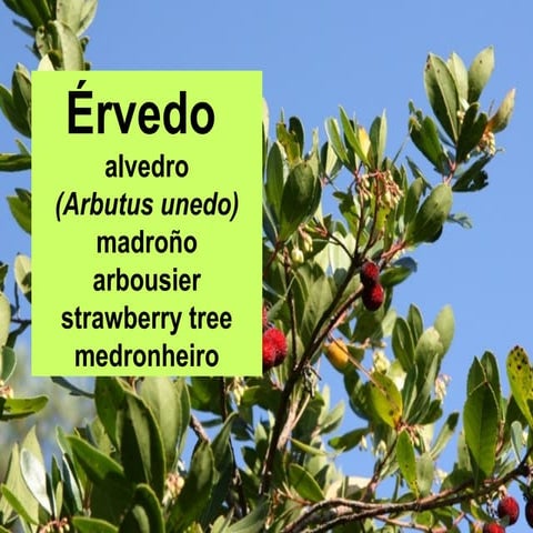 Érvedo, alvedro (Arbutus unedo) | PPS