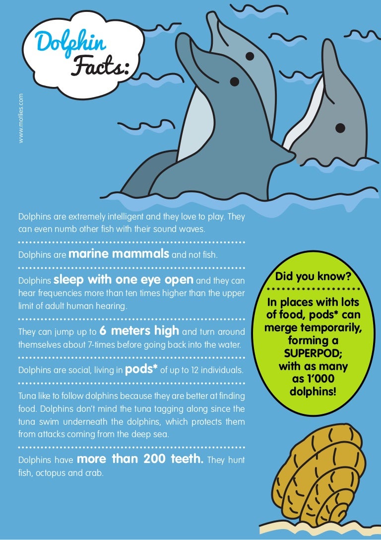 Dolphin Facts dolphin-facts