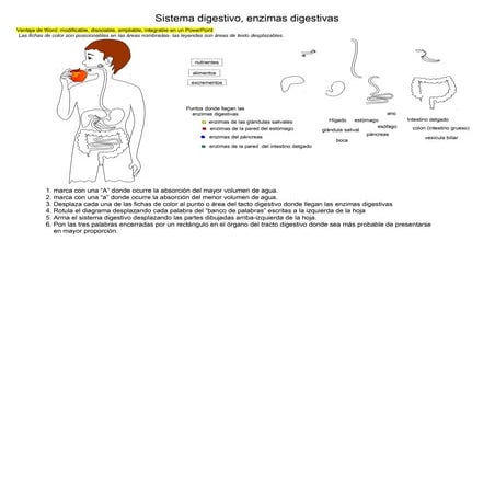 Sistema Digestivo. Hoja de trabajo para 8º Básico. | PDF