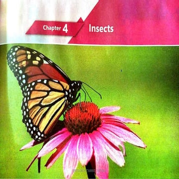 S.1 Insect slides by Bagalana.pdf