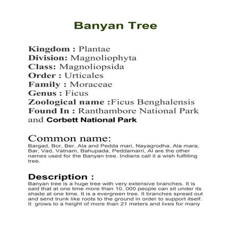 Knowlm about the Banyan tree taxonomy uses importance etc | PDF