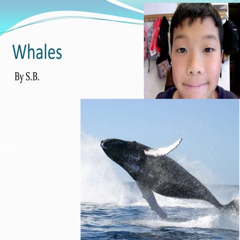 Whales | PPTX
