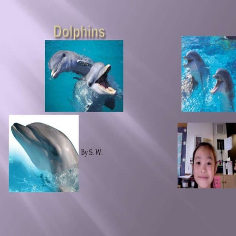 Dolphins | PPT