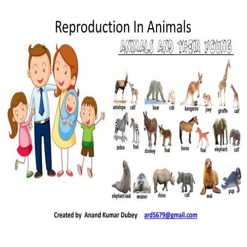 Reproduction in animals | PPTX