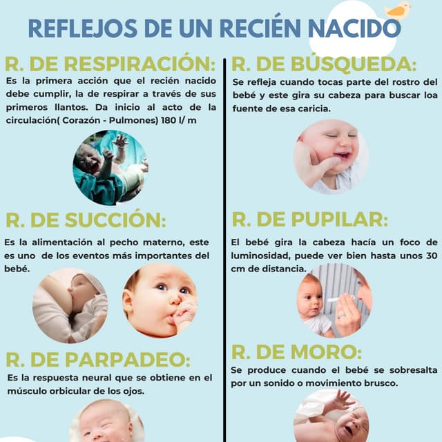 infografia de recien nacido | PDF