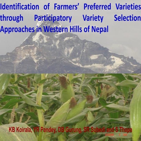 S8.5 Identification of farmers' preferred varieties through ...