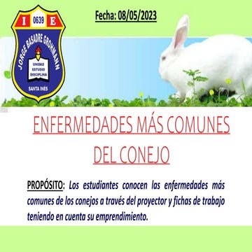 Enfermedades Más Comunes En Los Conejos