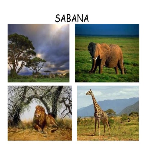 Sabana | PPT